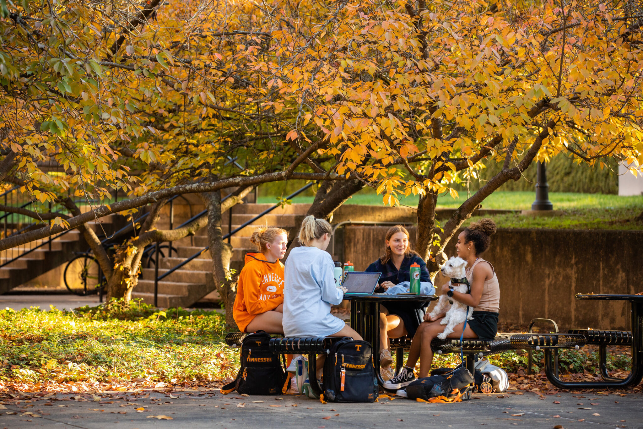 Transfer Students Application - Undergraduate Admissions - University ...